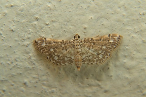 Genus Metoeca · iNaturalist