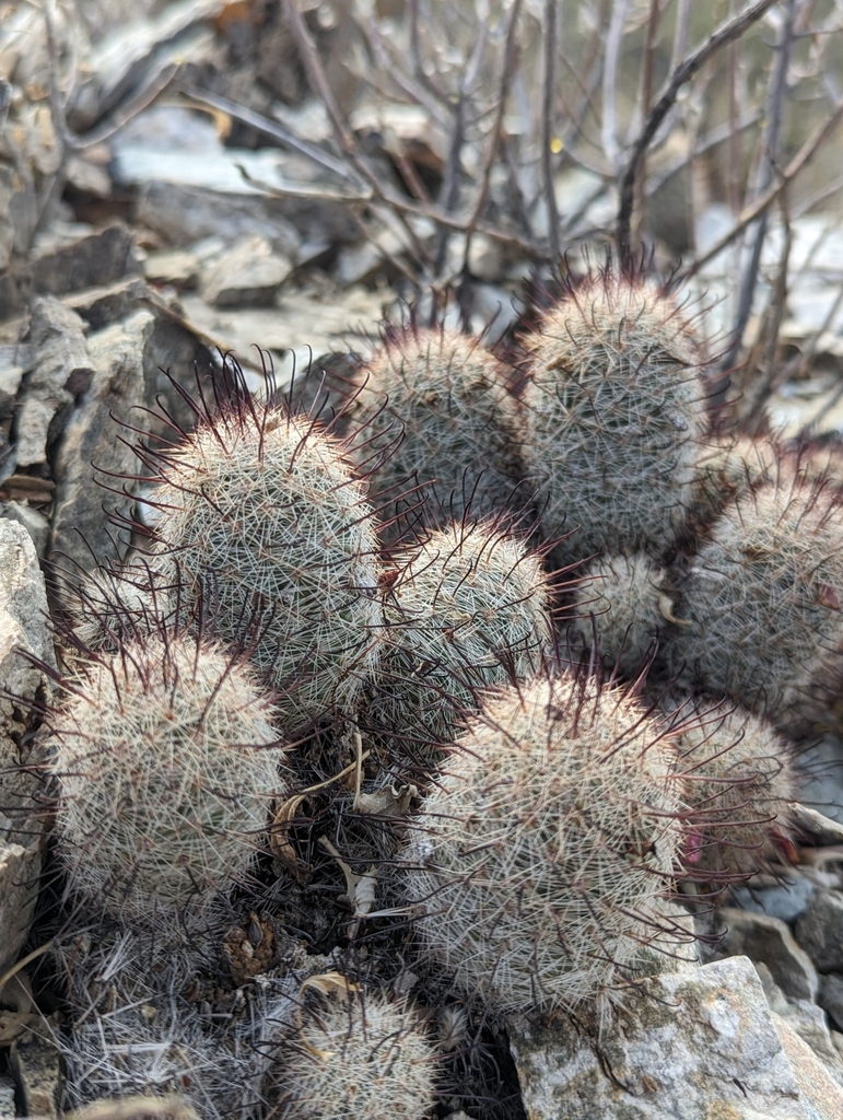 Graham's nipple cactus from Chateau Thierry, Phoenix, AZ, USA on ...
