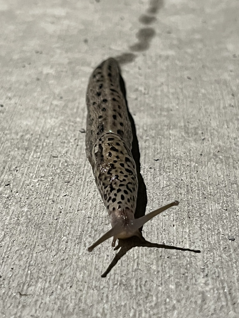 Leopard Slug from University of Idaho, Moscow, ID, US on September 30 ...