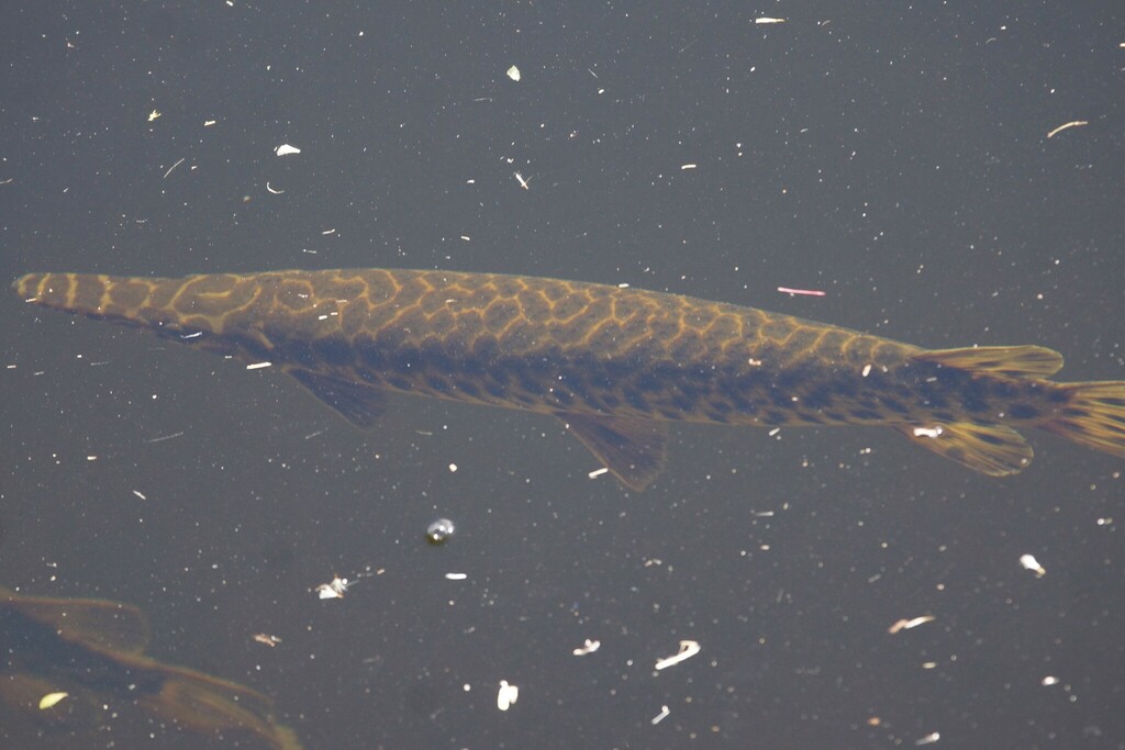 Florida Gar from Big Cypress, FL, USA on December 18, 2023 at 01:51 PM ...