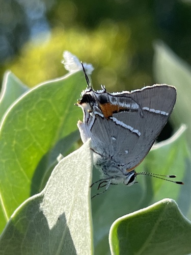 Subespecies Strymon acis mars · iNaturalist Mexico