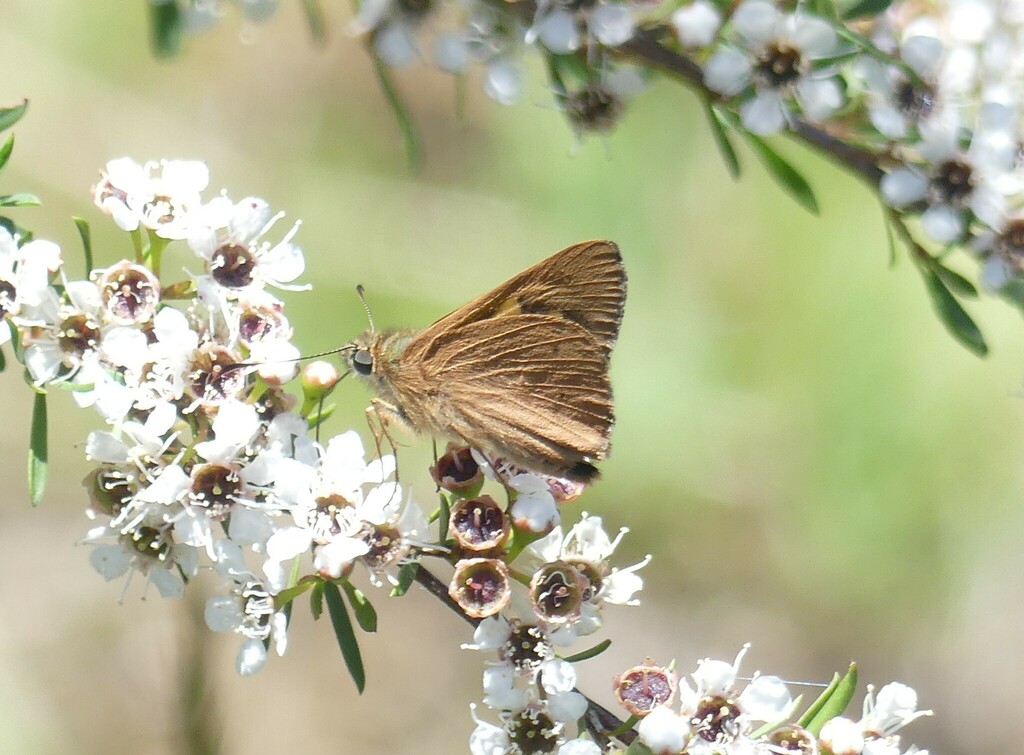 Flame Sedge-skipper from Emerald VIC 3782, Australia on December 17 ...