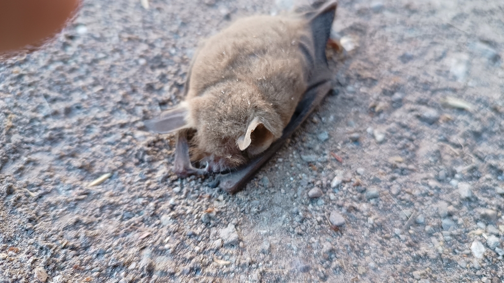 Mexican Mustached Bat from 85740 Ónavas, Son., México on December 24 ...