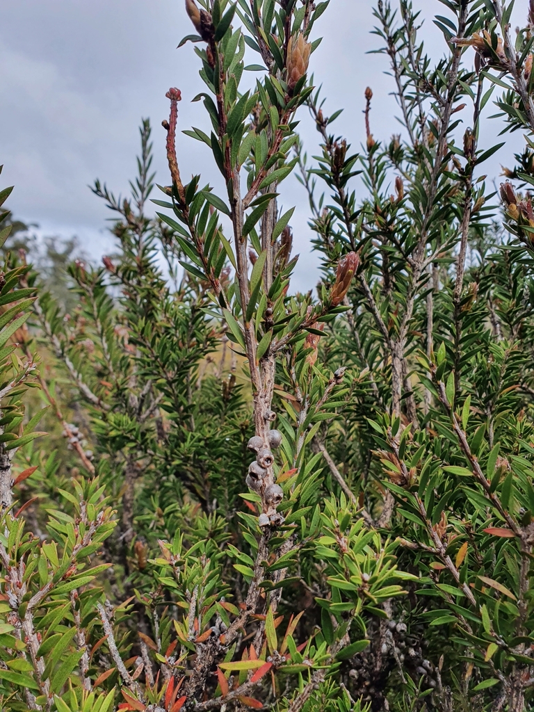 Melaleuca virens from Franklin-Gordon Wild Rivers, AU-TS-CH, AU-TS, AU ...