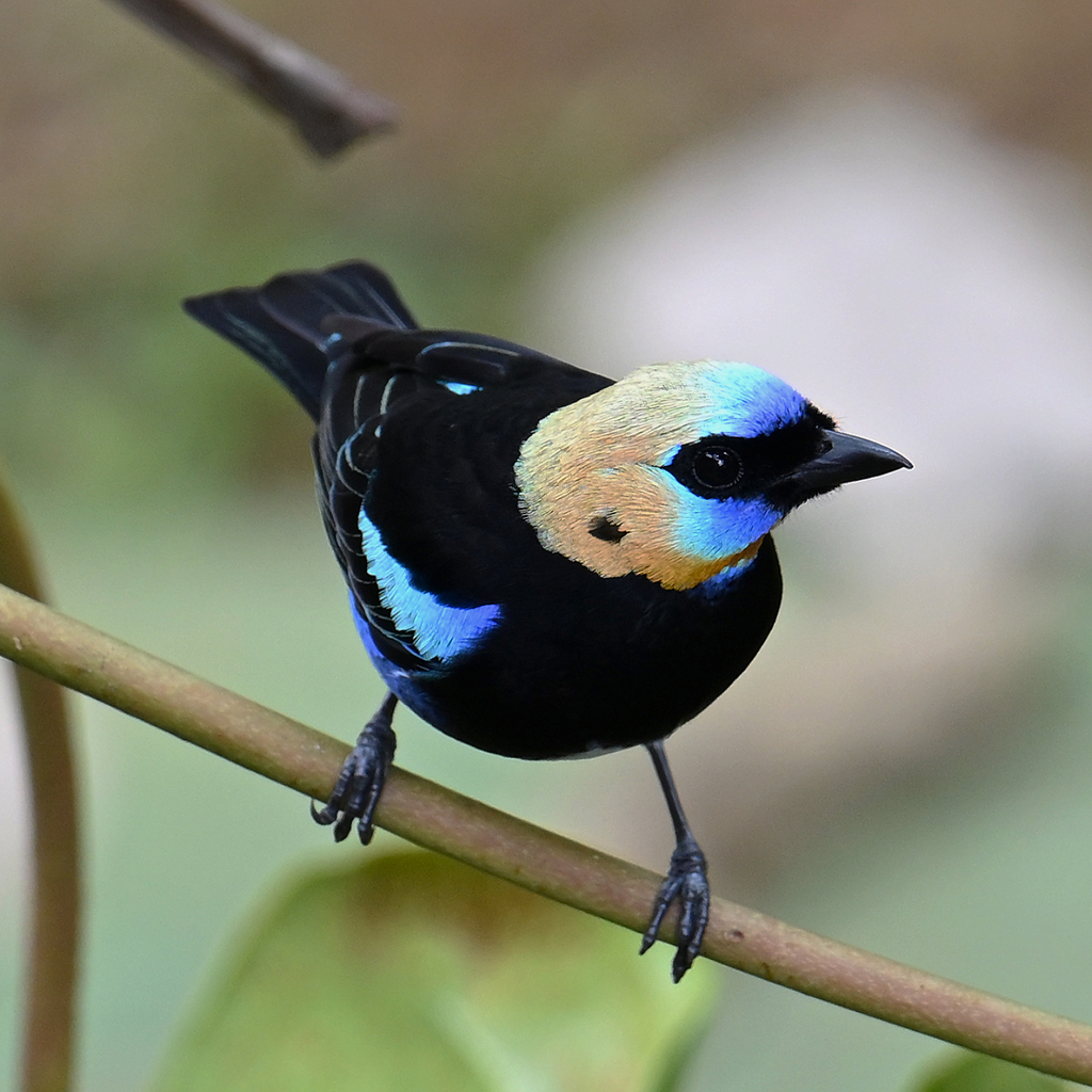 Golden-hooded Tanager from Provincia de Puntarenas, Buenos Aires, Costa ...