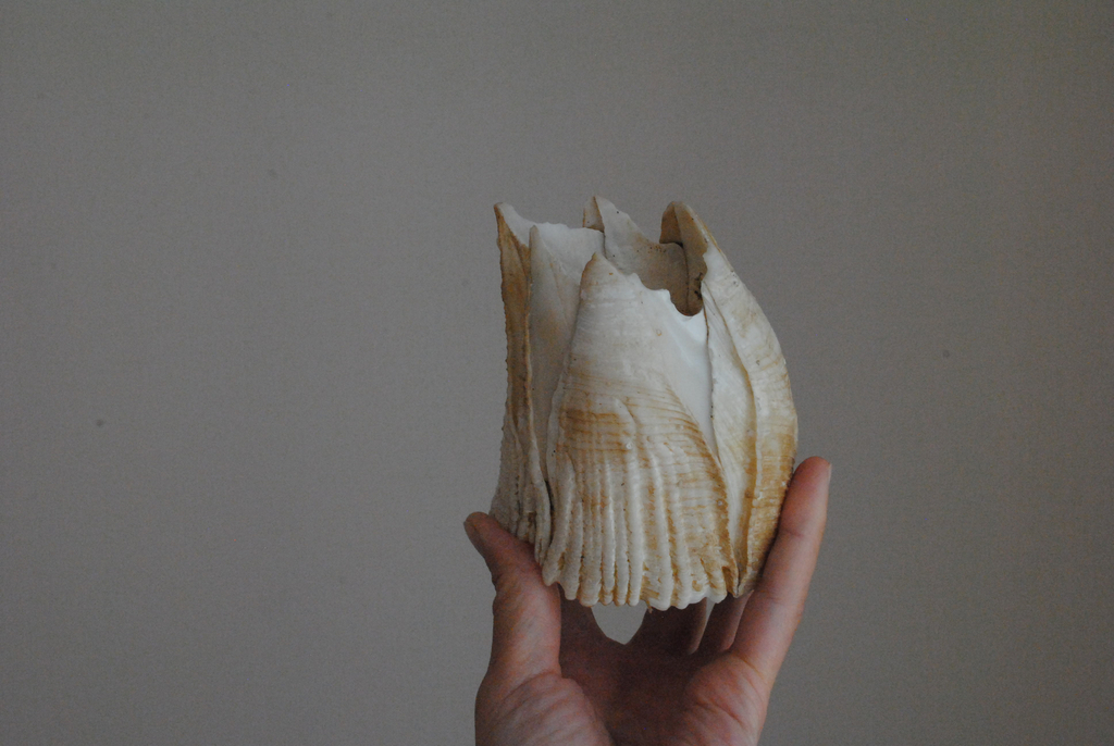 Giant Acorn Barnacle from мыс Знаменка on May 15, 2022 at 06:00 PM by ...