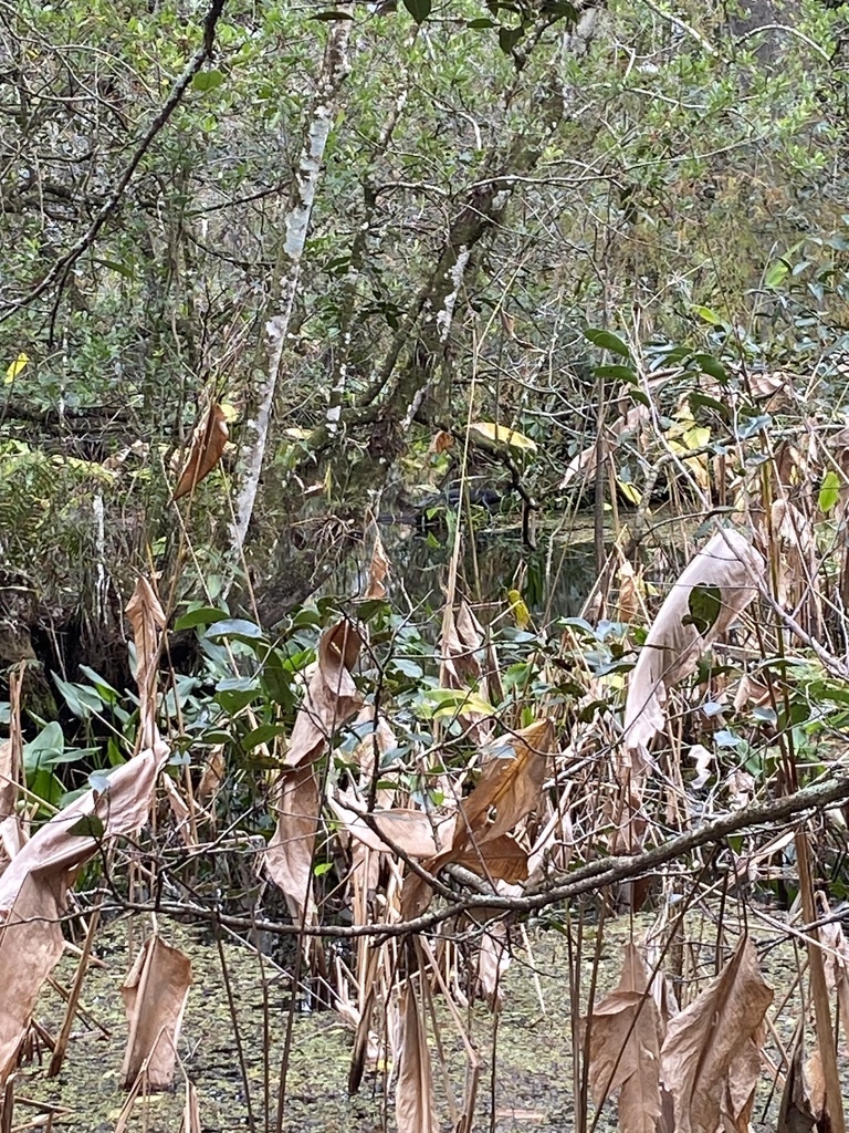 American Alligator from Corkscrew Swamp Sanctuary Trail, Naples, FL, US ...