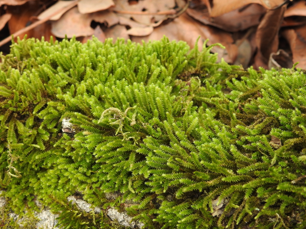 smooth hook moss from Pulaski County, MO, USA on December 24, 2023 at ...