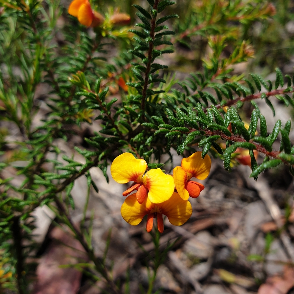 small-leaf parrot-pea from Newnes Plateau NSW 2790, Australia on ...