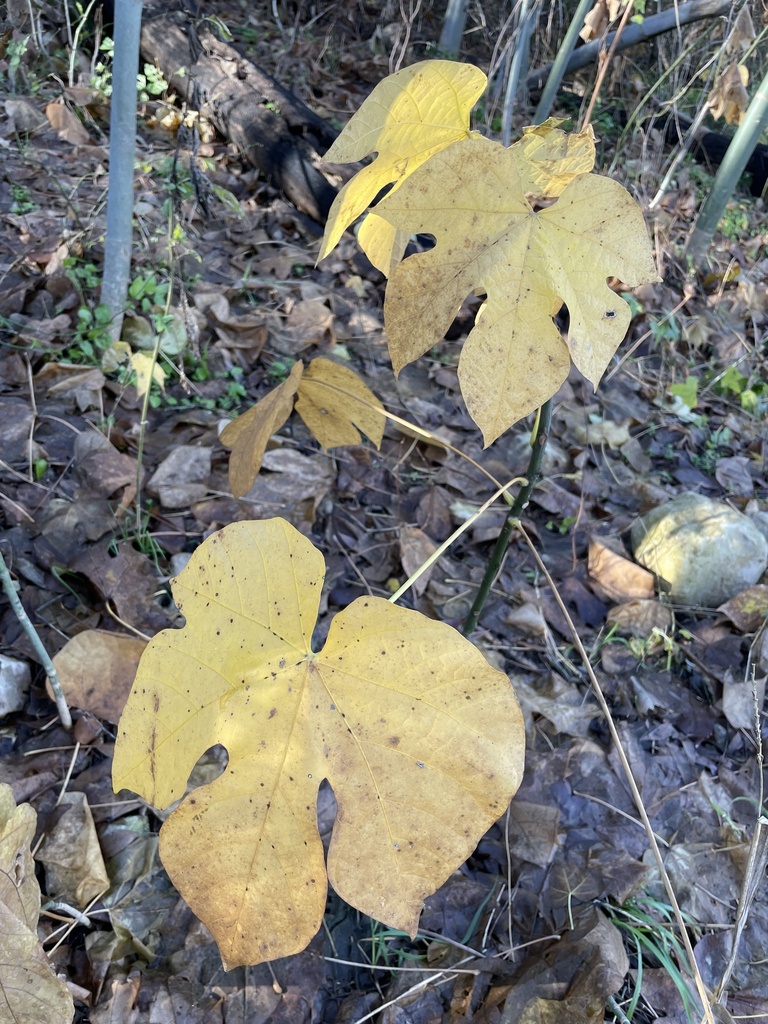 Chinese parasol tree from Cameron Park Dr, Waco, TX, US on December 24 ...
