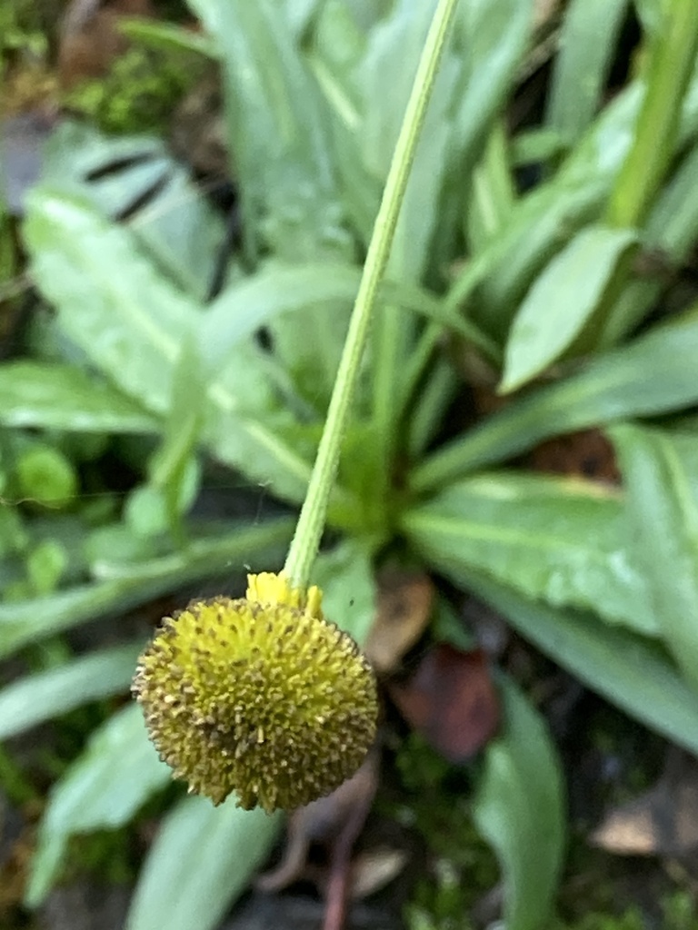 Rosilla from Wildcat Canyon Regional Park, Contra Costa County, US-CA ...