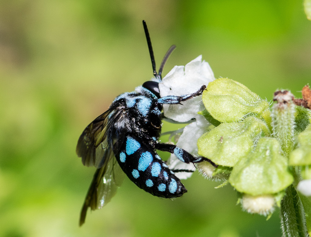 Blue-spotted Cloak-and-dagger Bee (Native Bees of South Australia ...
