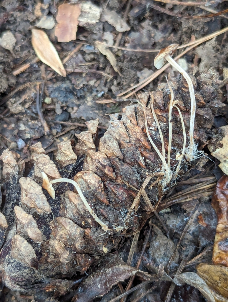 Conifercone Cap from Crane Hill, AL 35053, USA on December 24, 2023 at ...
