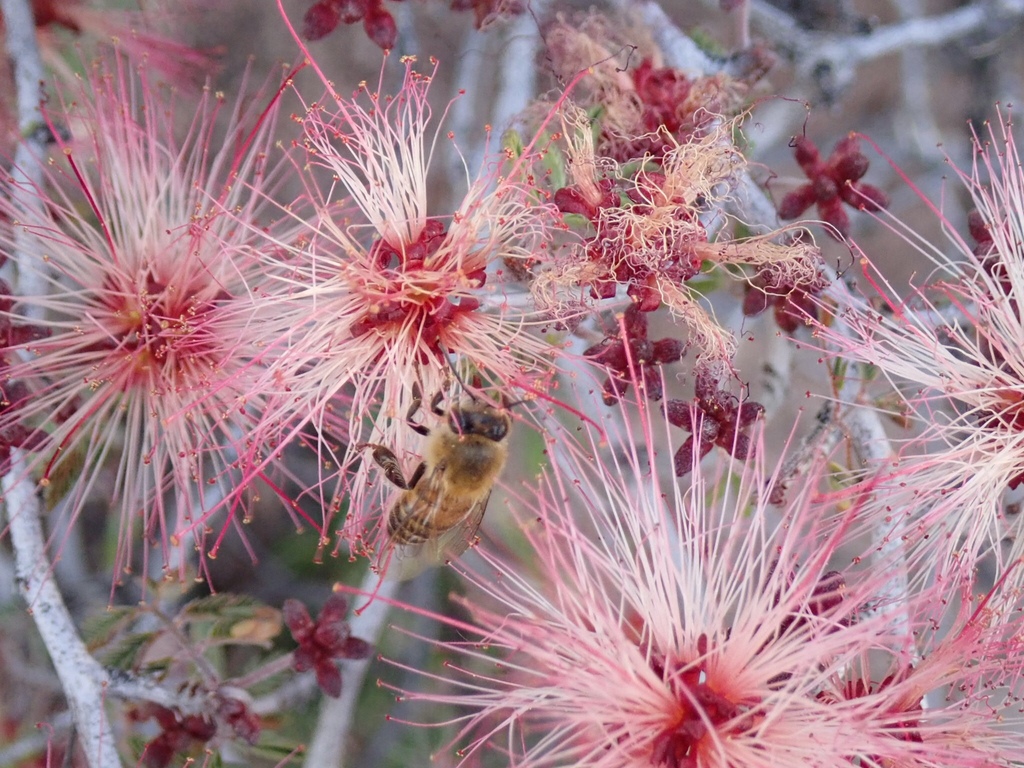 pink fairy-duster (Maricopa Native Seed Library) · iNaturalist