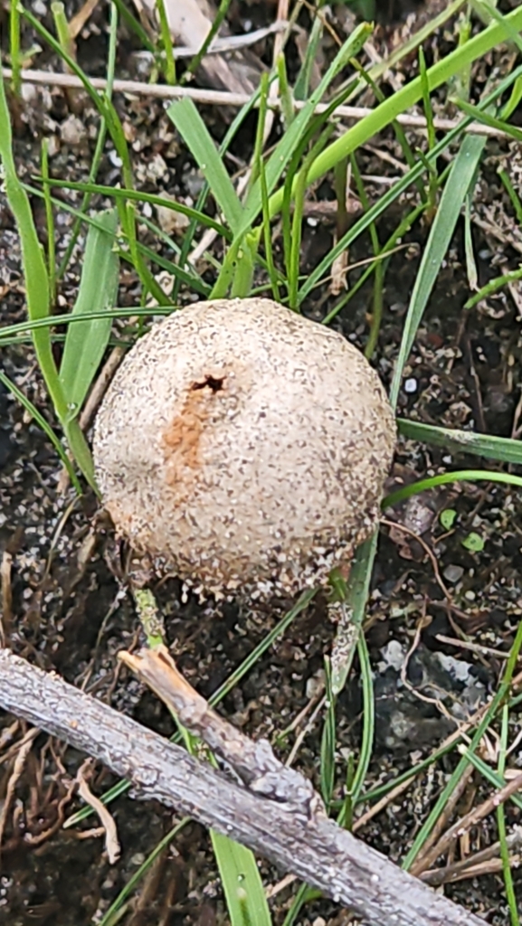 common puffball from Pasadena, CA 91107, USA on December 24, 2023 at 04:29 PM by tonymiz ...