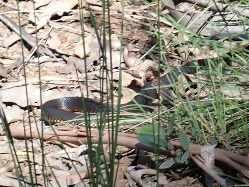 Highlands Copperhead (Austrelaps ramsayi) - Snakes and Lizards