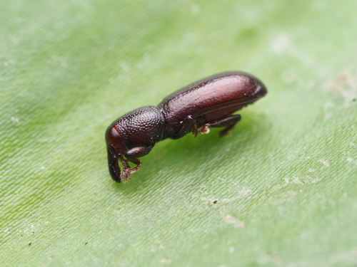 Microtribus huttoni · iNaturalist United Kingdom