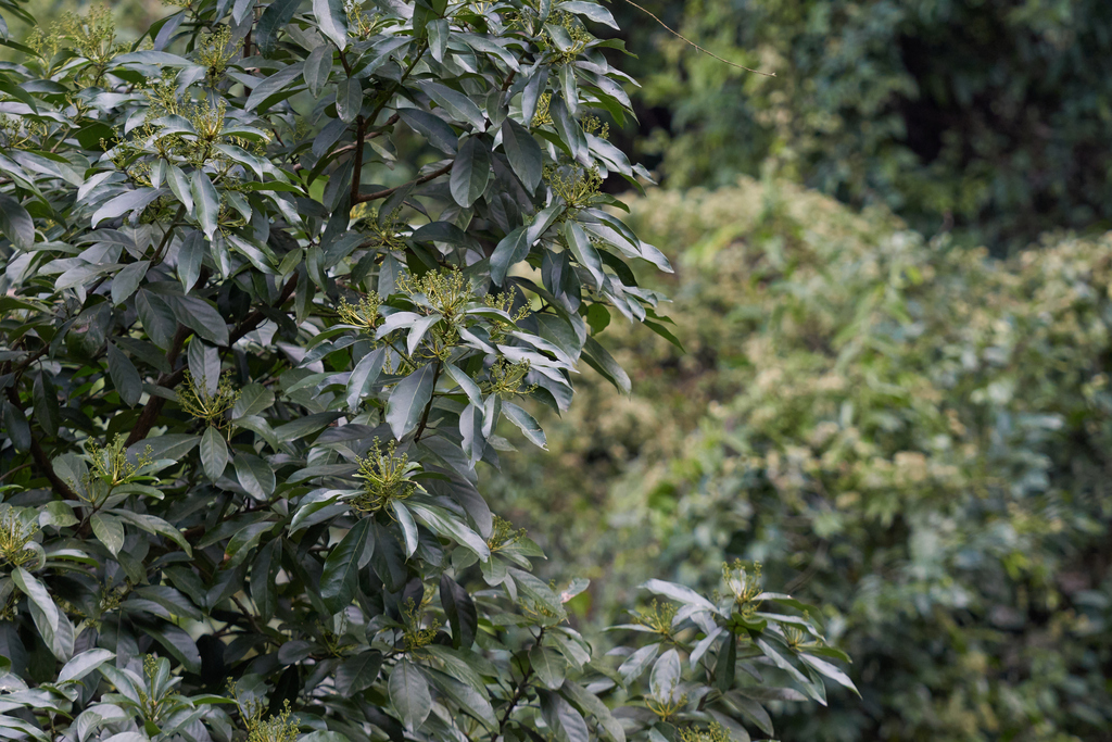 Machilus robusta in December 2023 by tkp123 · iNaturalist