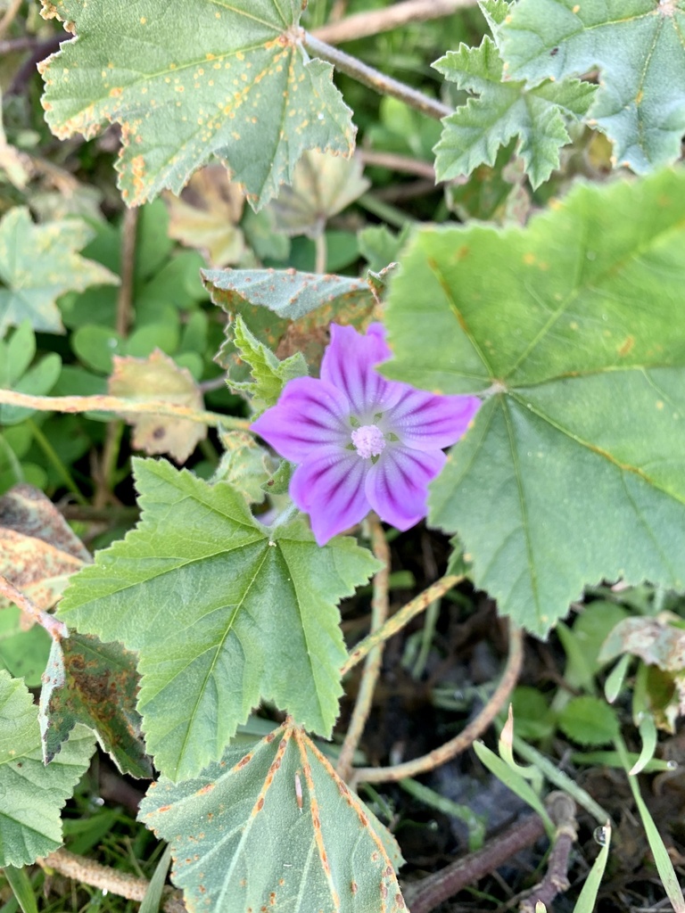 Cretan mallow from Don Edwards San Francisco Bay National Wildlife ...