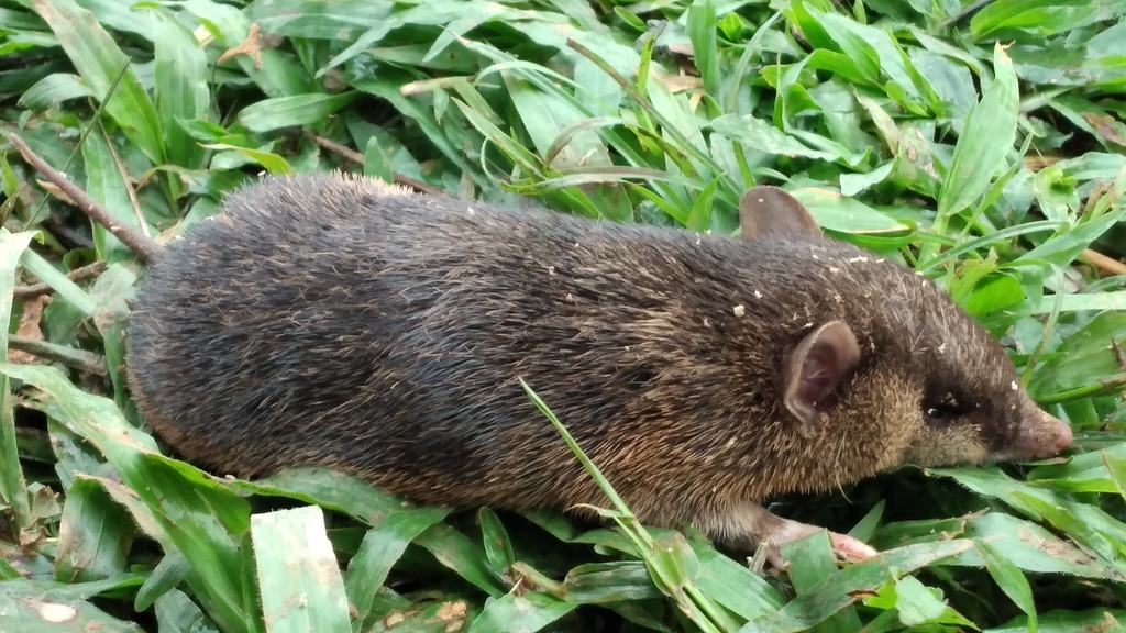Common Echymipera from West Wapei Rural LLG, Sandaun Province, Papua ...