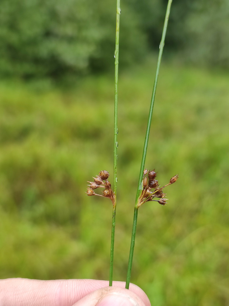 Thread Rush from С3-4 (ст. Курлово), Гусь-Хрустальный р-н, Владимирская ...