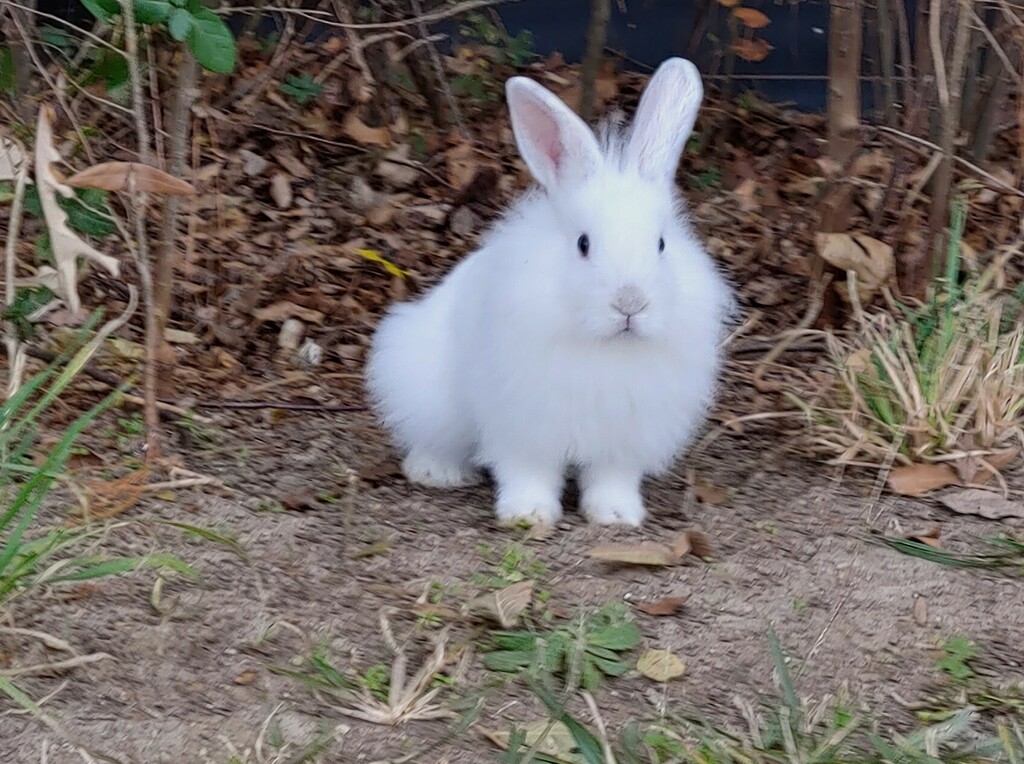 Domestic Rabbit from Snellville, GA, USA on December 24, 2023 at 01:59 ...