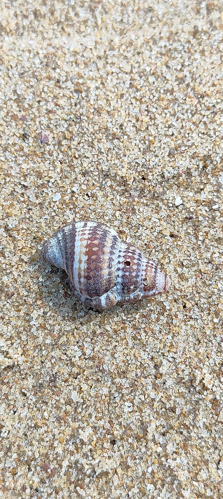 Common Triton Snail from Kapuluppada, Andhra Pradesh, India on December ...