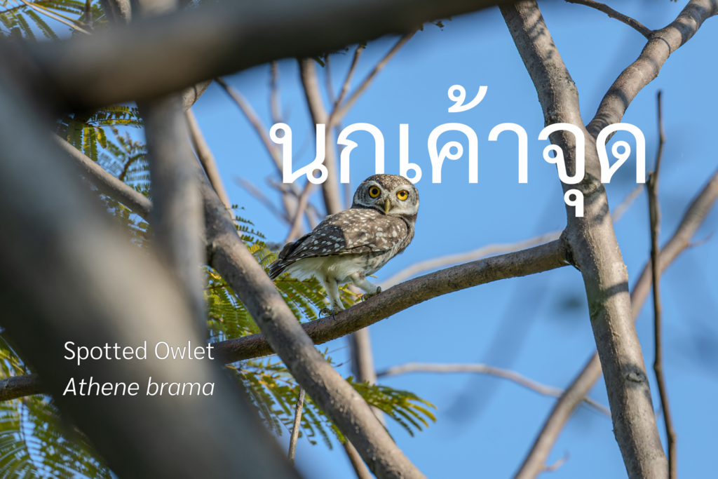 Spotted Owlet from Benchakitti Park, Thanon Ratchadaphisek, Khwaeng ...