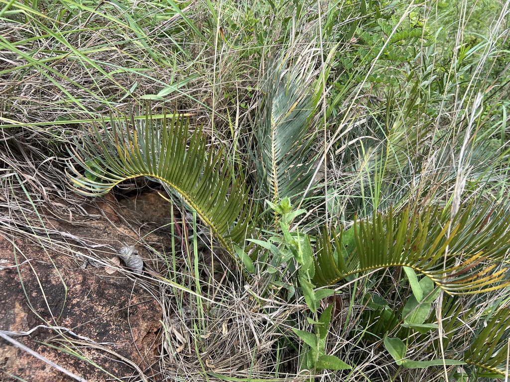 Dwarf Cycad in December 2023 by Heinrich Human · iNaturalist