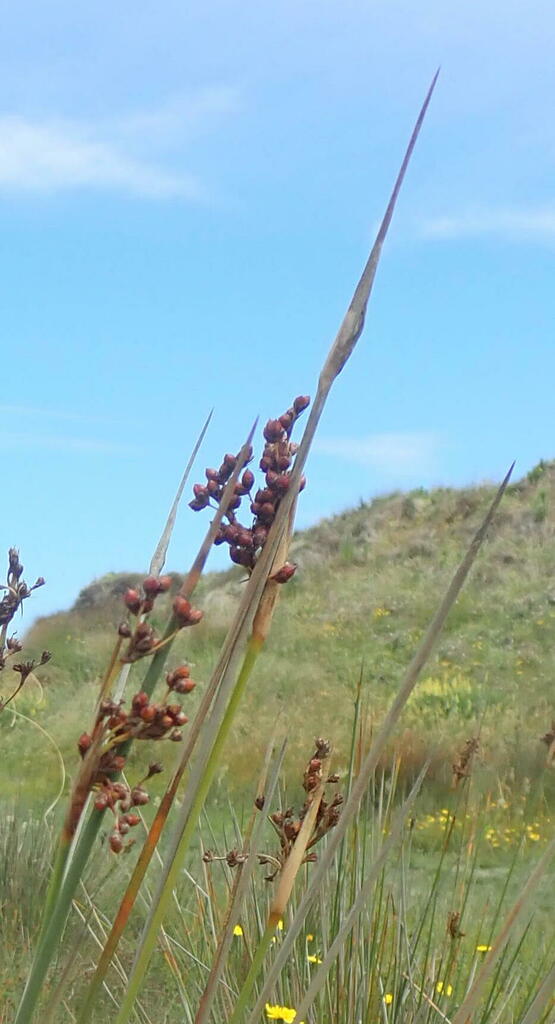 spiny rush from Foxton Beach, New Zealand on December 25, 2023 at 11:08 ...