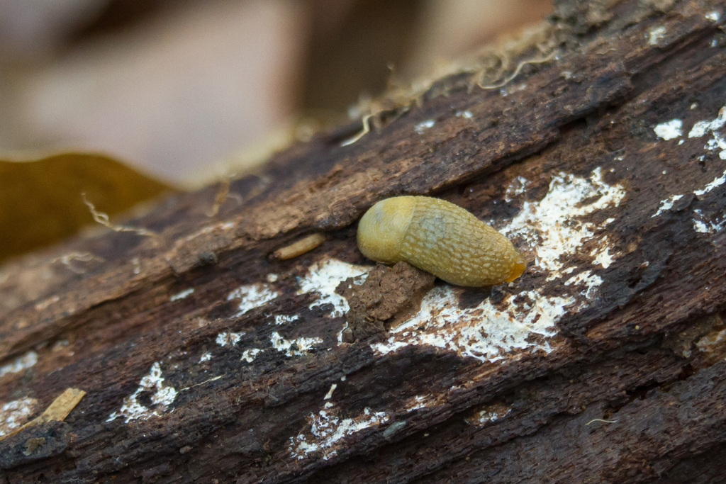 Hedgehog Slug from Lathrop E. Smith Environmental Education Center on ...