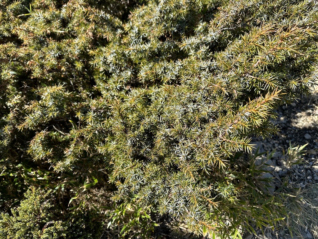Formosan juniper from 合歡山國家森林公園, 仁愛鄉, NAN, TW on December 25, 2023 at ...