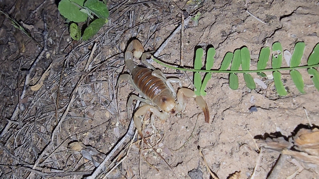 Hadrurus concolorous from 23203 BCS, Mexico on December 2, 2023 at 11:59 PM by Barna Takats ...