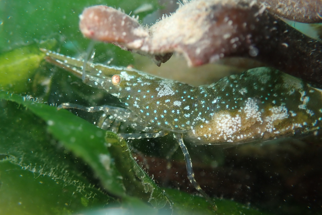 stiletto coastal shrimp from Island County, WA, USA on December 23 ...