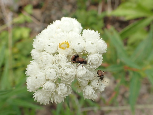 Photo 342496242, (c) pbulman, some rights reserved (CC BY-NC ...