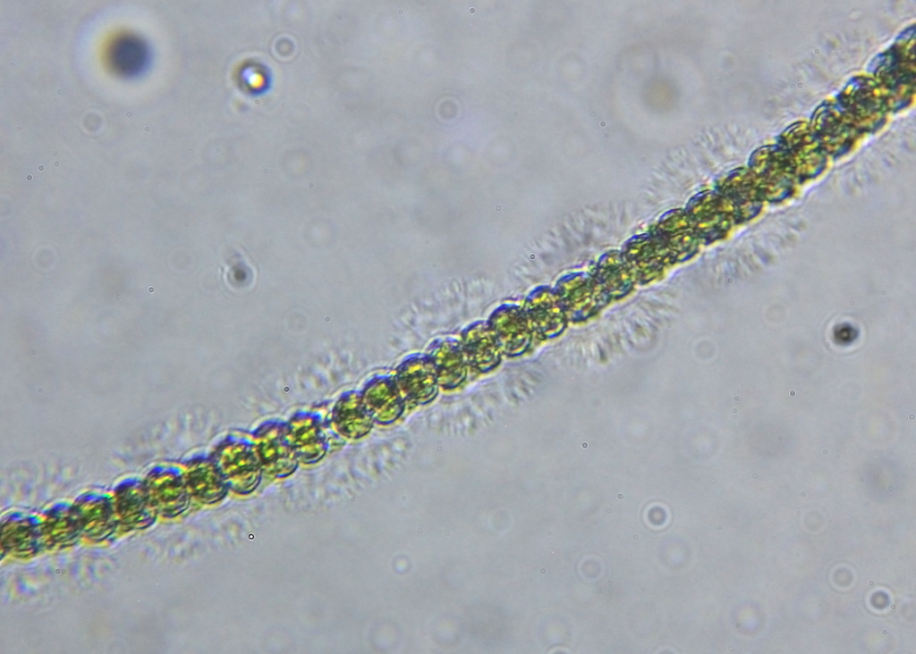 Spondylosium panduriforme from Lake Hawkins area pond, Texas 75765 on ...