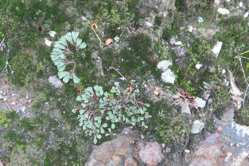 California asterella from Palm Springs, CA, USA on December 22, 2023 at ...