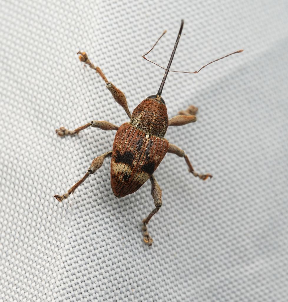 Curculio bimaculatus from 中国云南省西双版纳傣族自治州勐海县 on October 7, 2023 at 10:01 ...