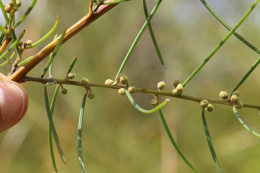 wattles in December 2023 by Nature_Lover. Location: Blue Mountains ...