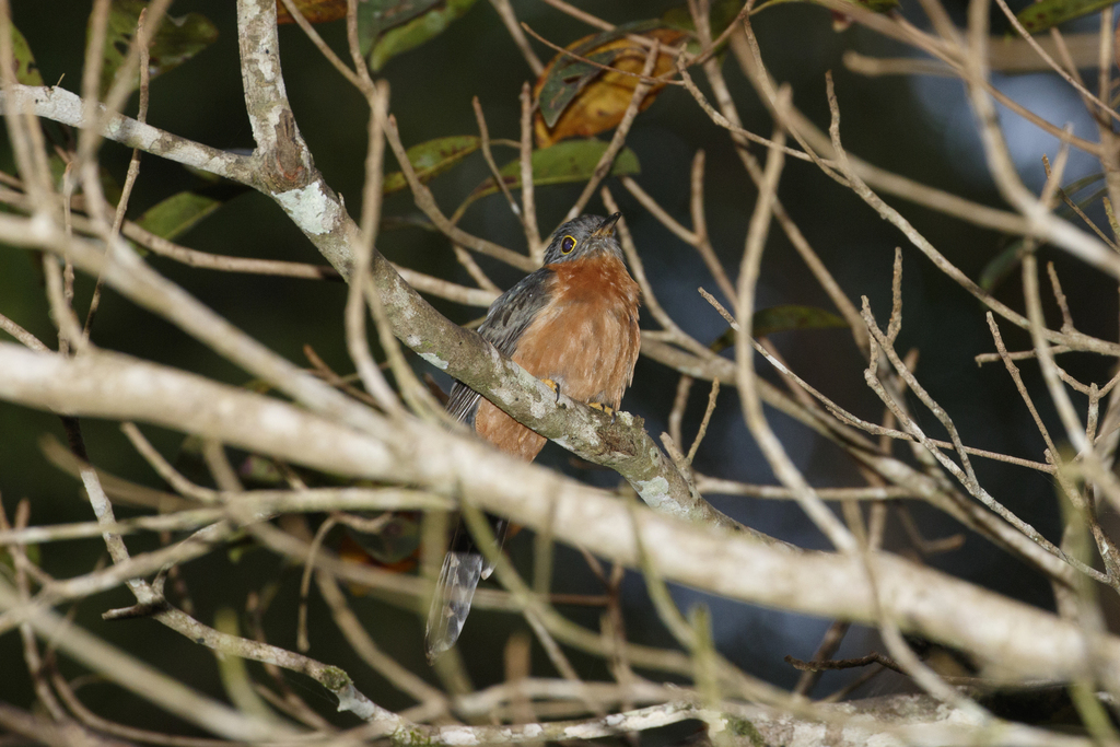 Chestnut-breasted Cuckoo from Iron Range QLD, Australia on July 16 ...