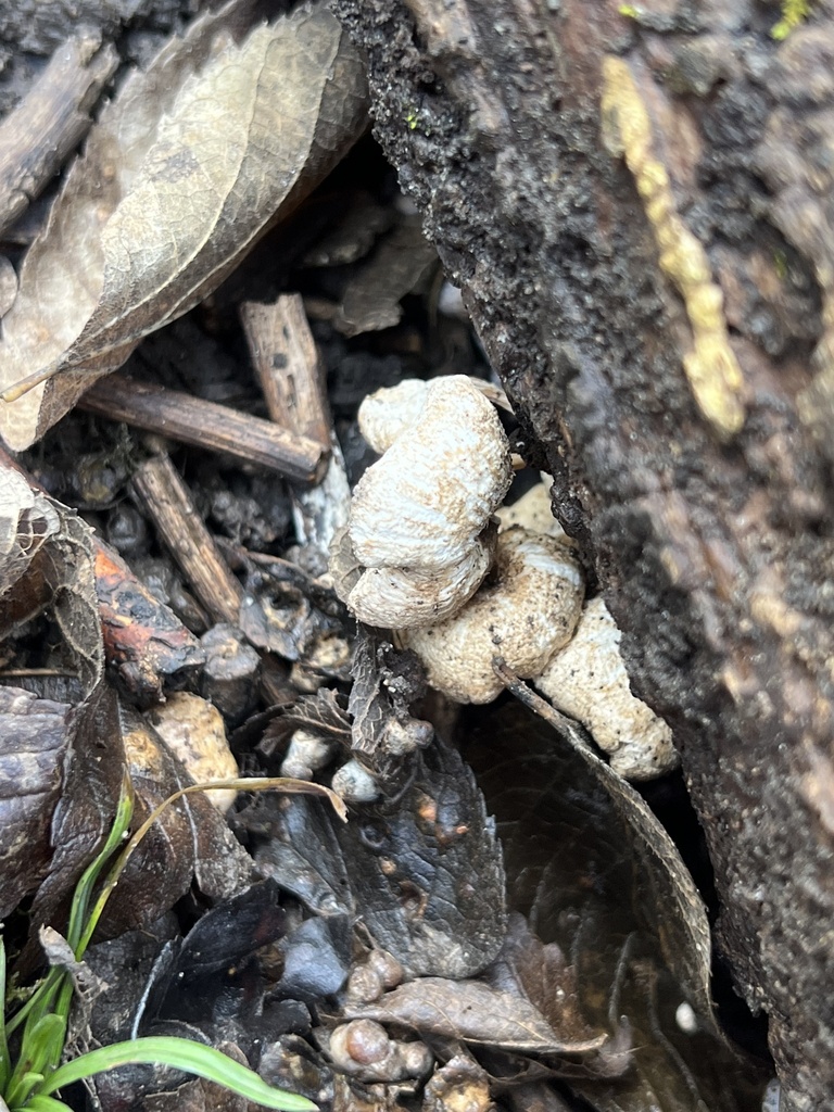 Tiger Sawgill from Riverside, IL, US on December 24, 2023 at 01:42 PM ...