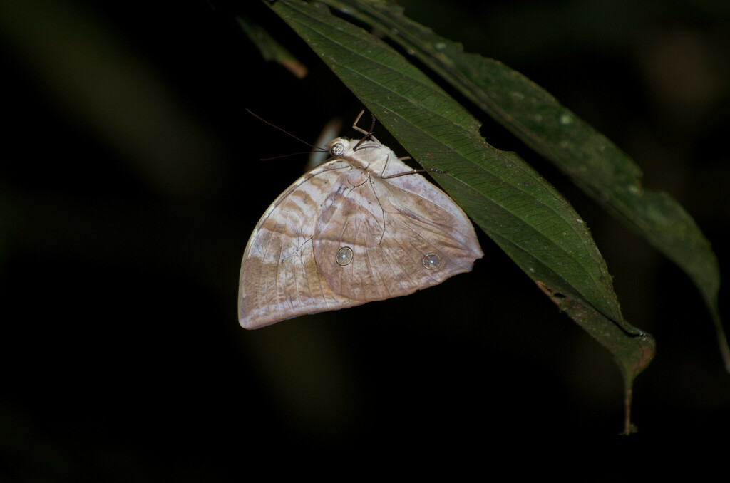 Saturn from Gunung Mulu National Park, Sarawak, Malaysia on September ...