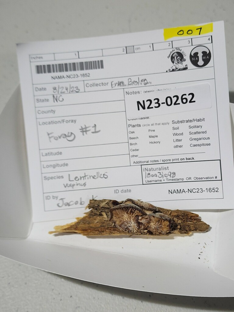 bear lentinus from Henderson County, NC, USA on August 25, 2023 at 02: ...