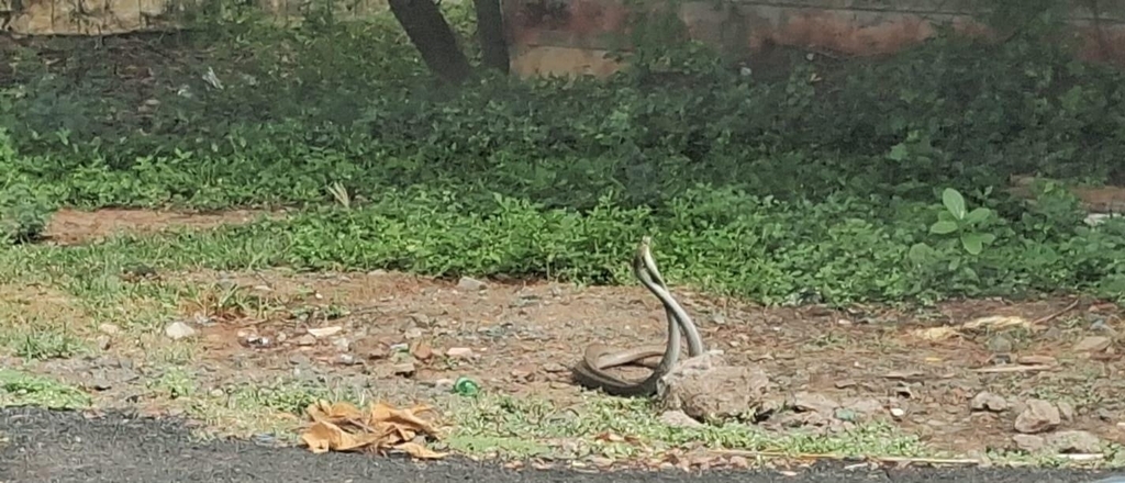 Oriental Rat Snake from Tiruppalai, Madurai, Tamil Nadu, India on ...