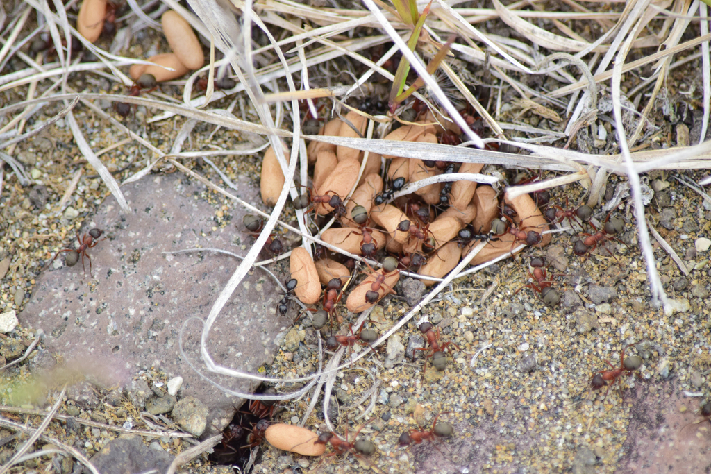 Blood-red Field Ant from Берег озера Песчаное on June 11, 2023 at 12:05 ...