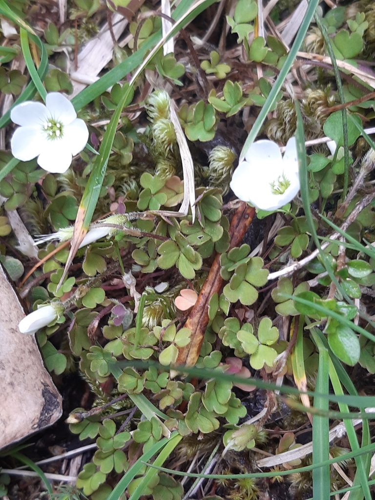 snowdrop woodsorrel from Stratford 4391, New Zealand on December 25 ...