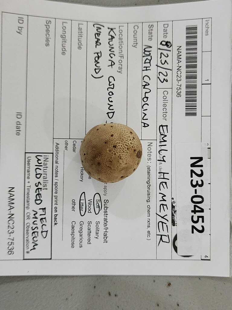 Scleroderma meridionale from Henderson County, NC, USA on August 25 ...