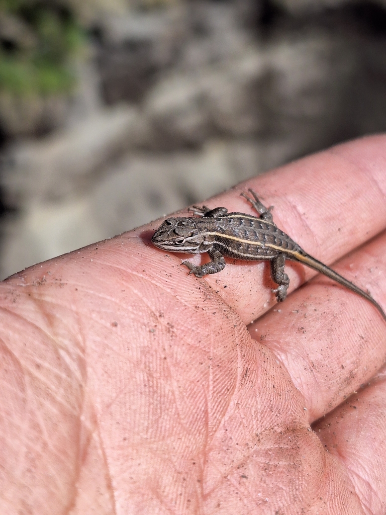 Trans Volcanic Bunchgrass Lizard on December 19, 2023 at 02:13 PM by ...