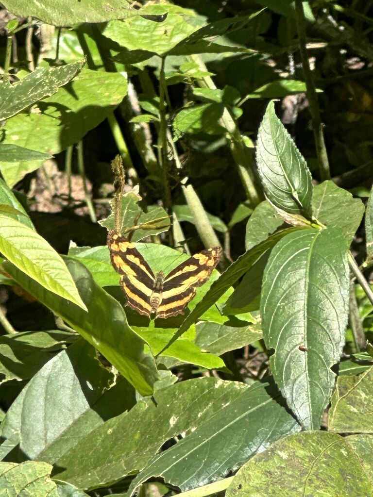 Common Jester from Suthep, Mueang Chiang Mai District, Chiang Mai ...