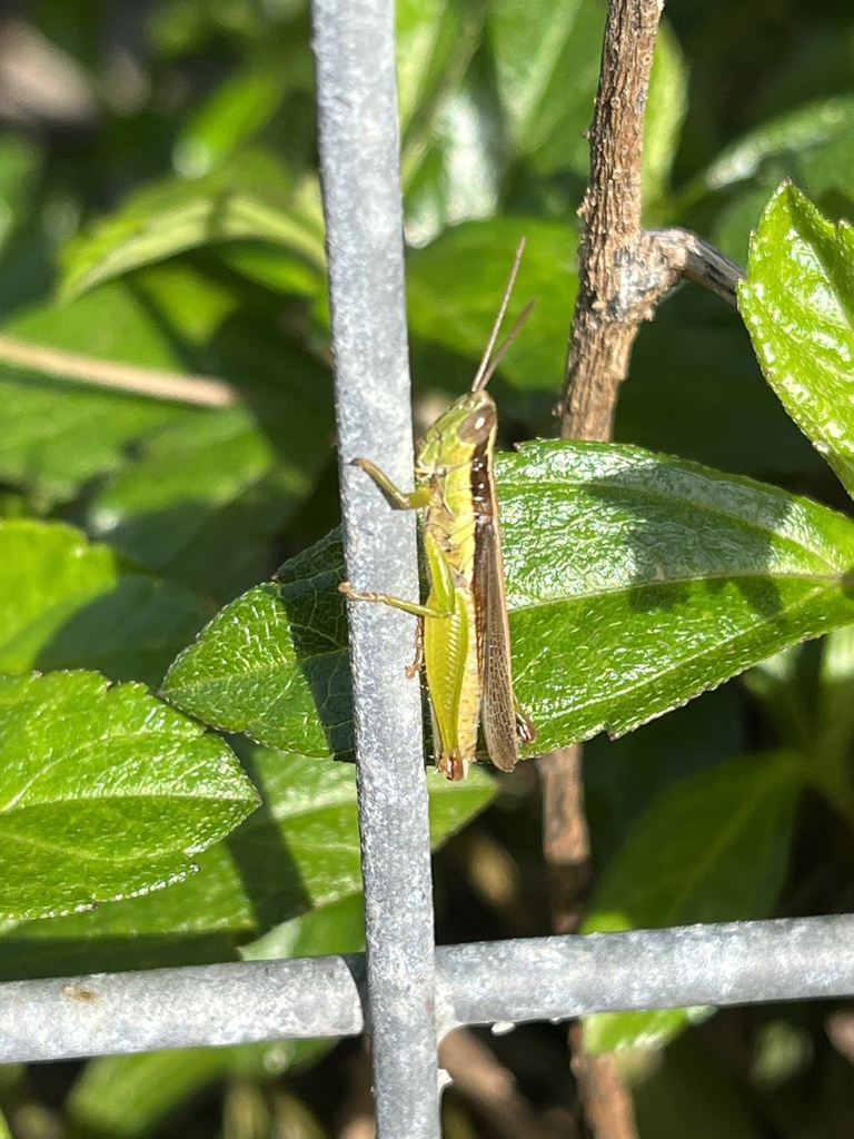 Oxya intricata in December 2023 by Nakatada Wachi · iNaturalist